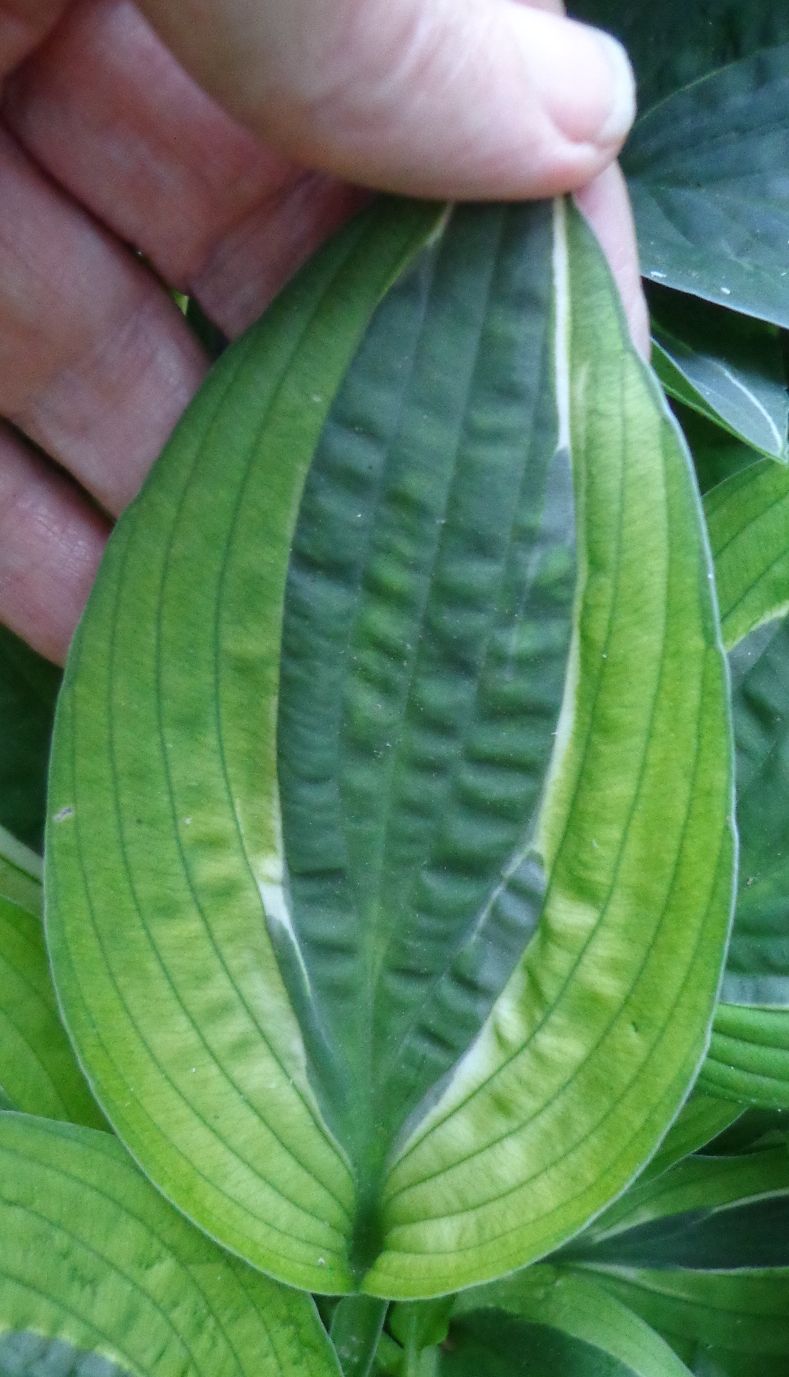 Striptease Family Leaf Portraits